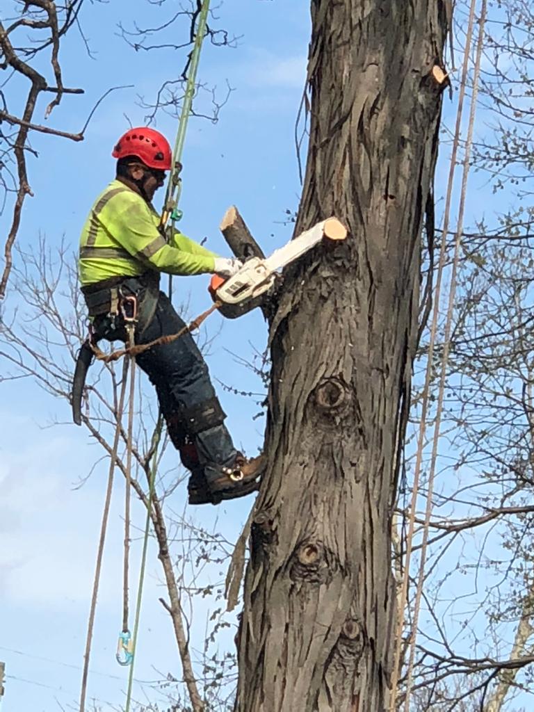Tree Services | J Solis Tree Services