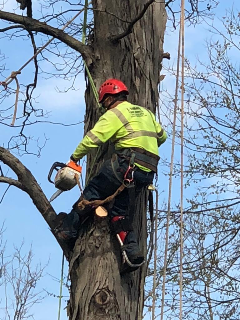 Tree Services | J Solis Tree Services